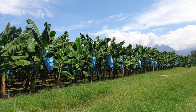 Proyecto °AHoRa busca mejorar productividad y rentabilidad de ...